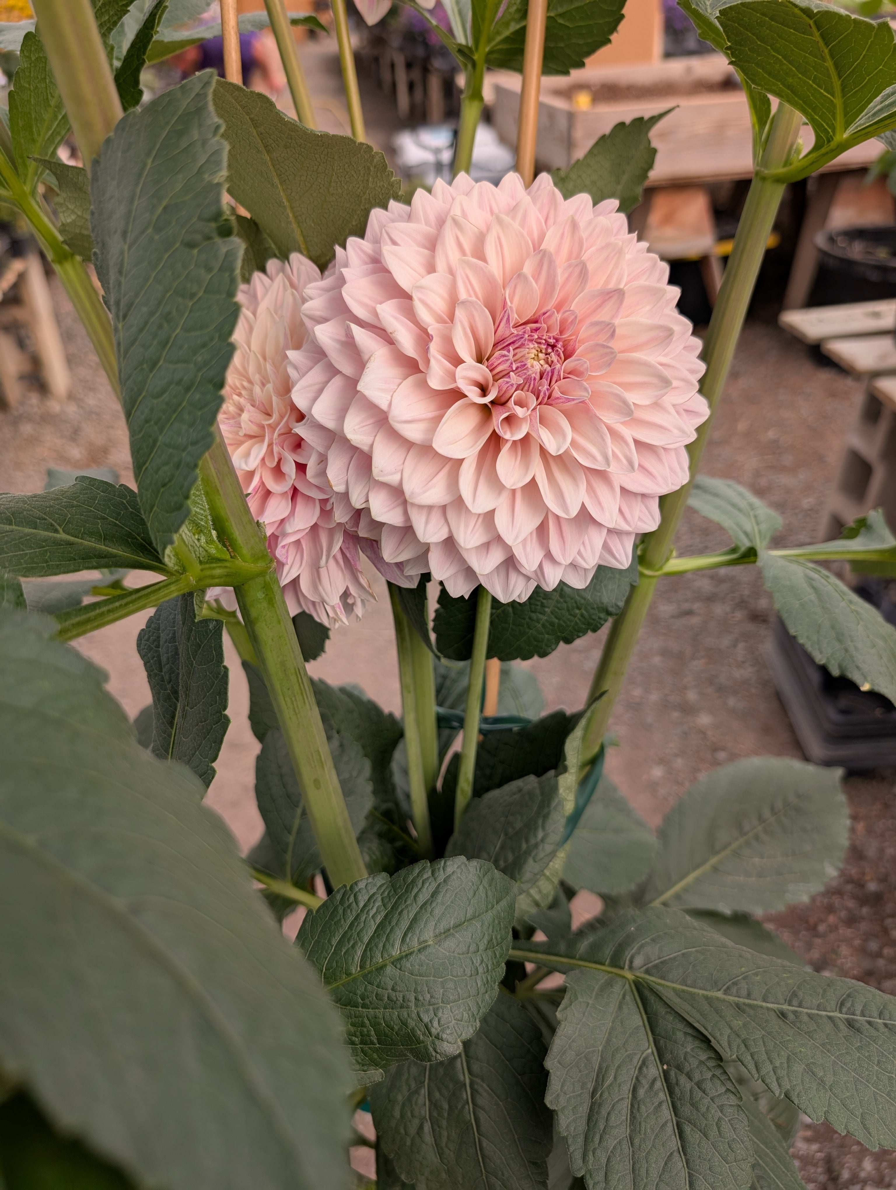 Rooted Dahlia Cuttings | Aussie Imported Dahlias | Unicorn Dahlias ...