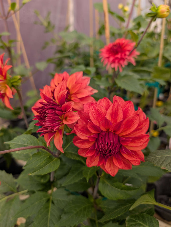 Hapet Smokey (Rooted Cutting) – Lyon Park Dahlias