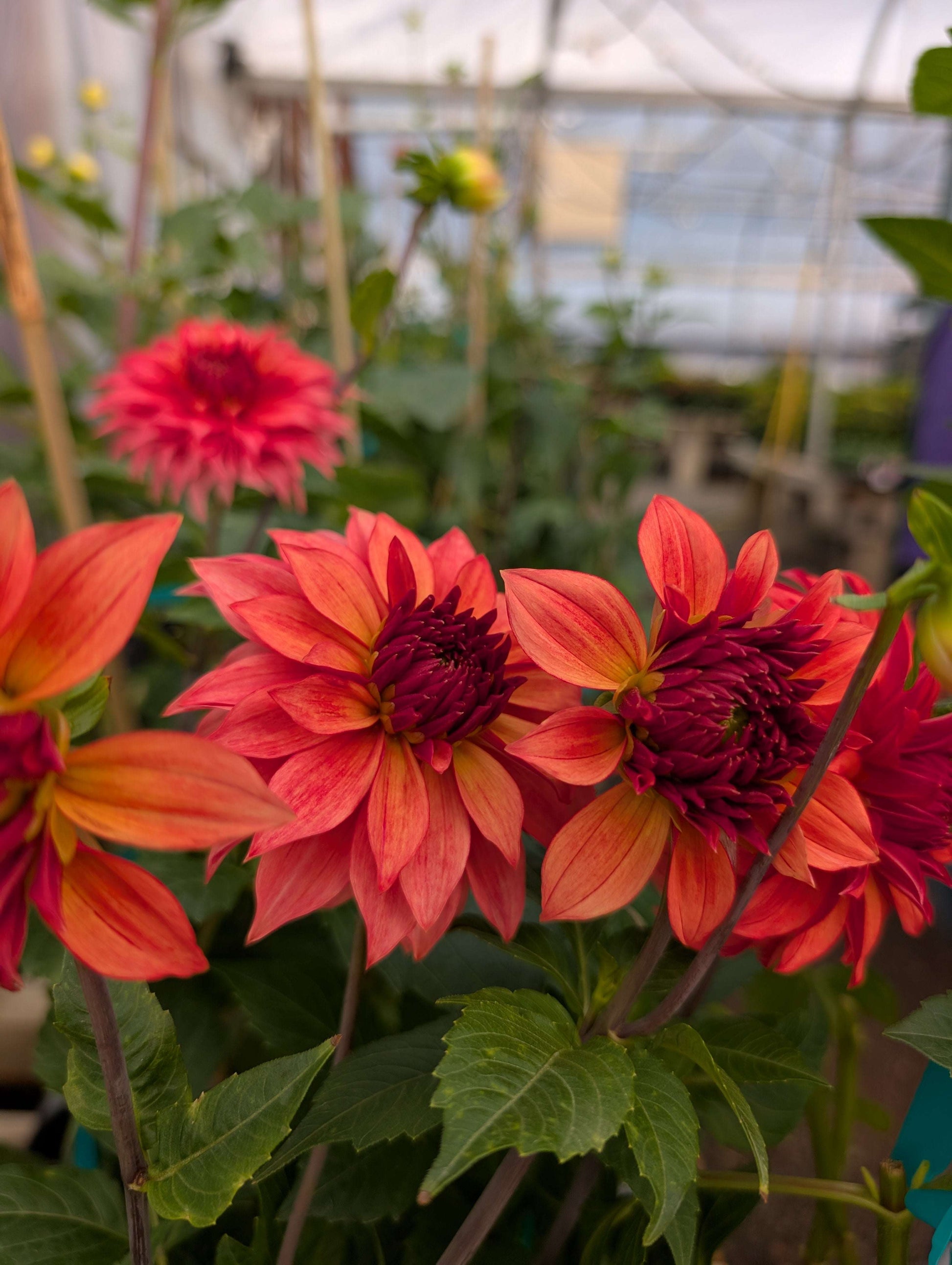 Hapet Smokey (Rooted Cutting) – Lyon Park Dahlias