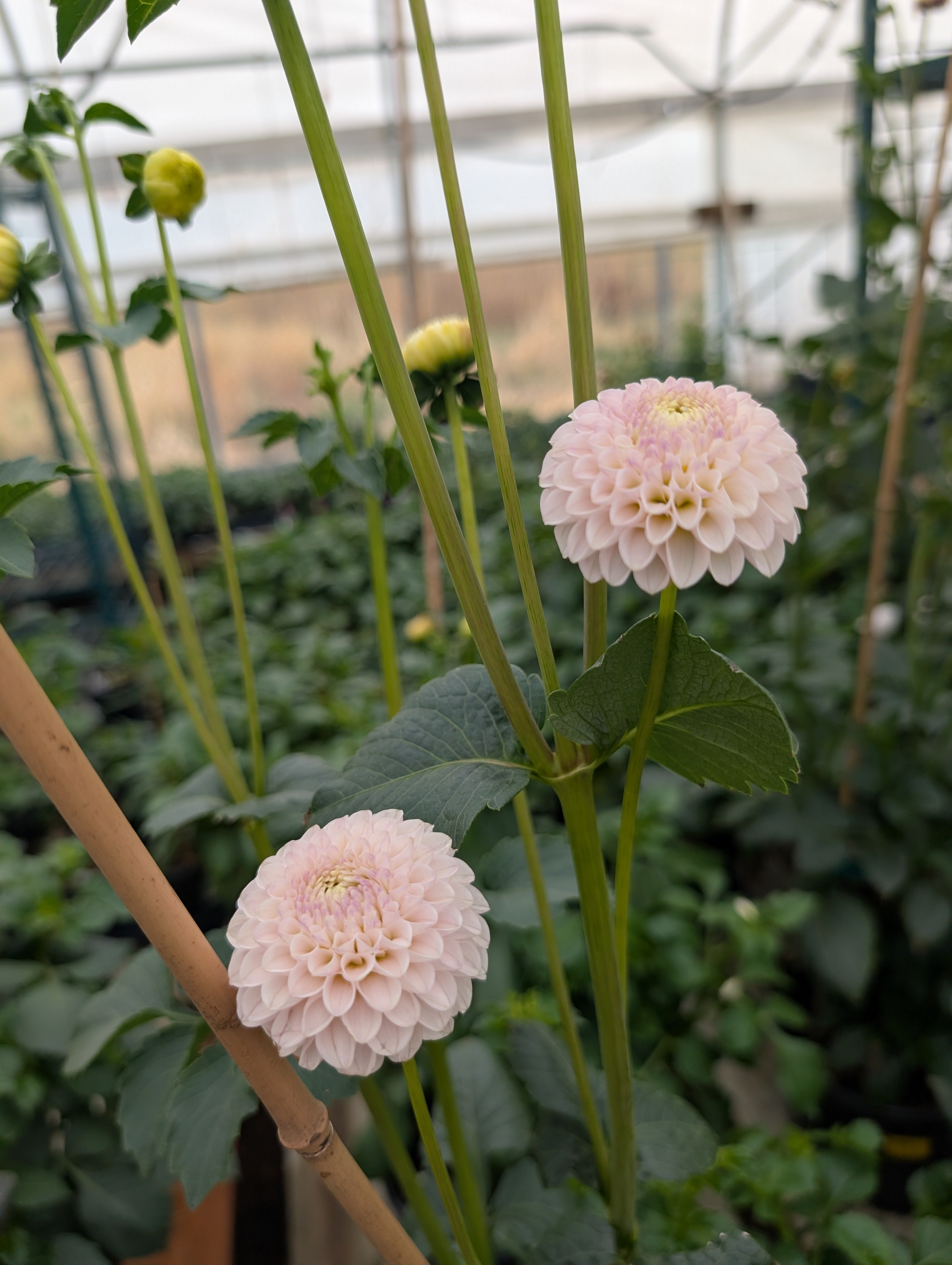 Skeena Posh (Rooted Cutting) – Lyon Park Dahlias